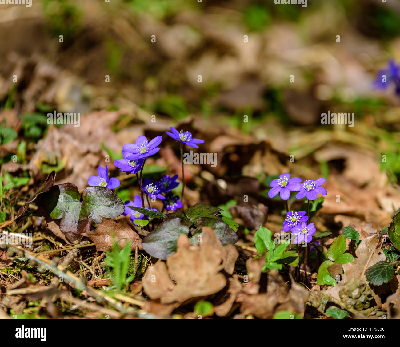 liverleaf flowers, Hepatica nobilis, in spring forest bed on a ...
