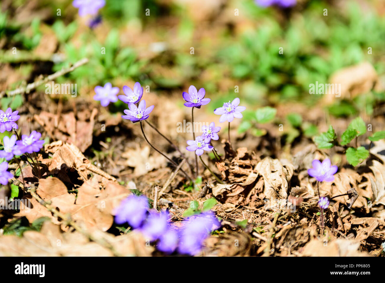 liverleaf flowers, Hepatica nobilis, in spring forest bed on a ...