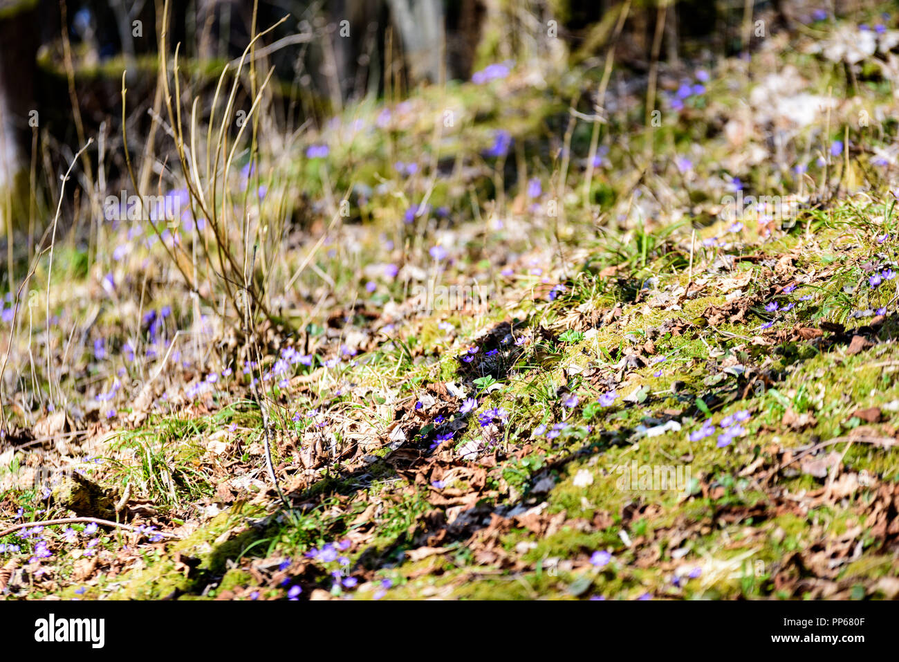 liverleaf flowers, Hepatica nobilis, in spring forest bed on a ...