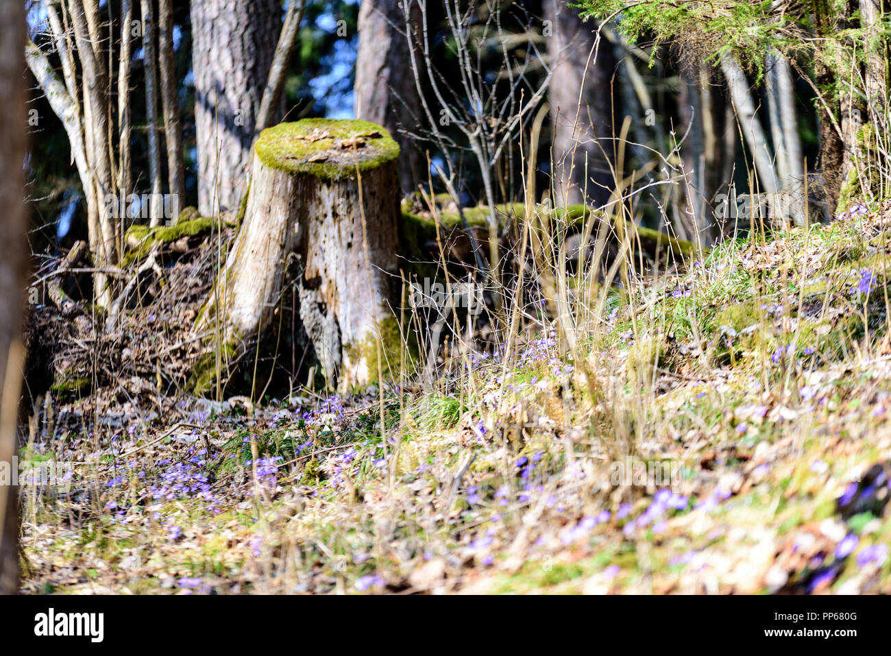 liverleaf flowers, Hepatica nobilis, in spring forest bed on a ...