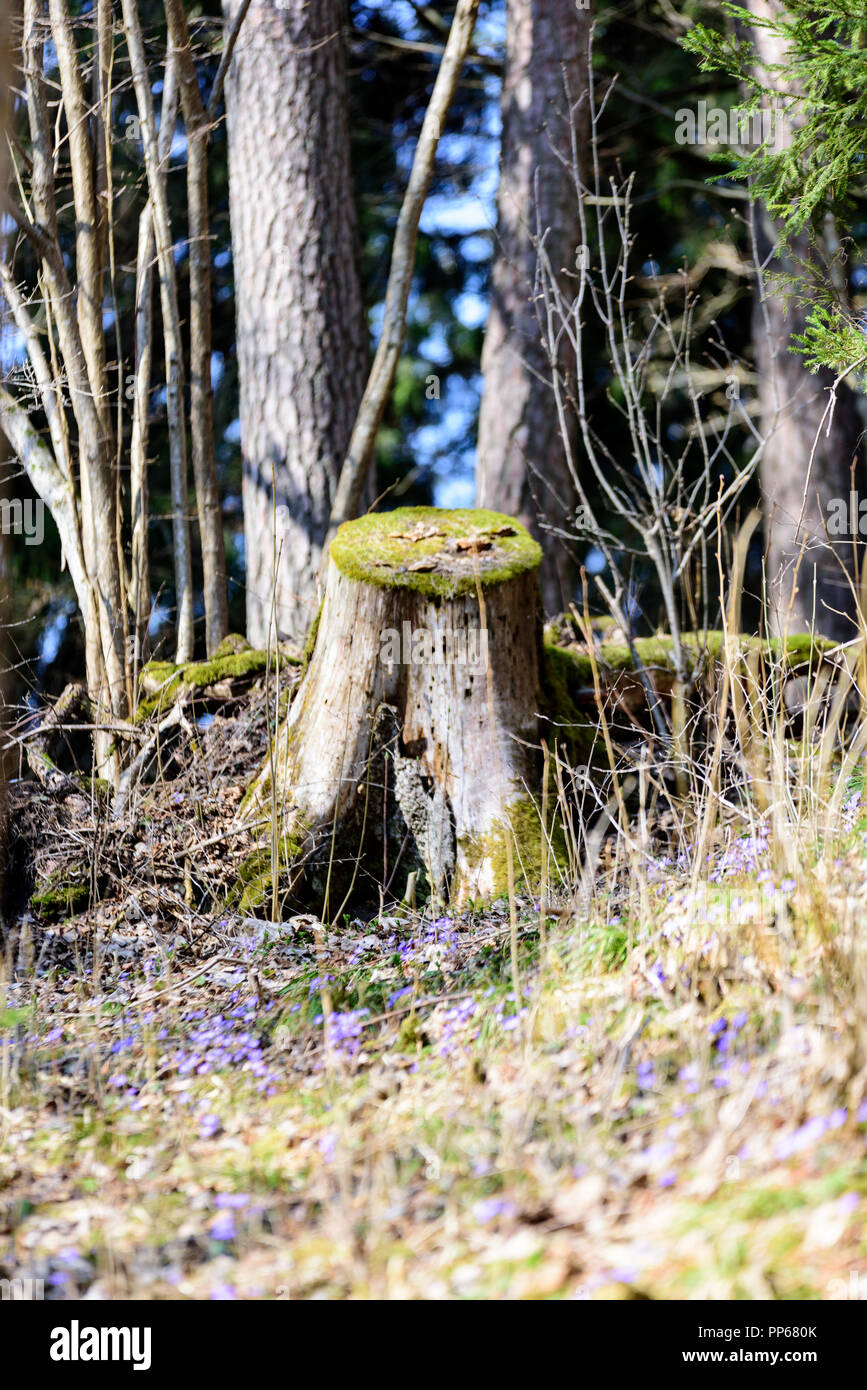 liverleaf flowers, Hepatica nobilis, in spring forest bed on a ...