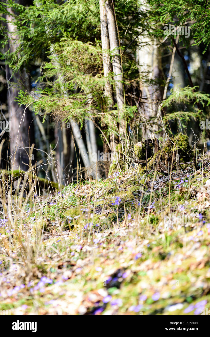 liverleaf flowers, Hepatica nobilis, in spring forest bed on a ...
