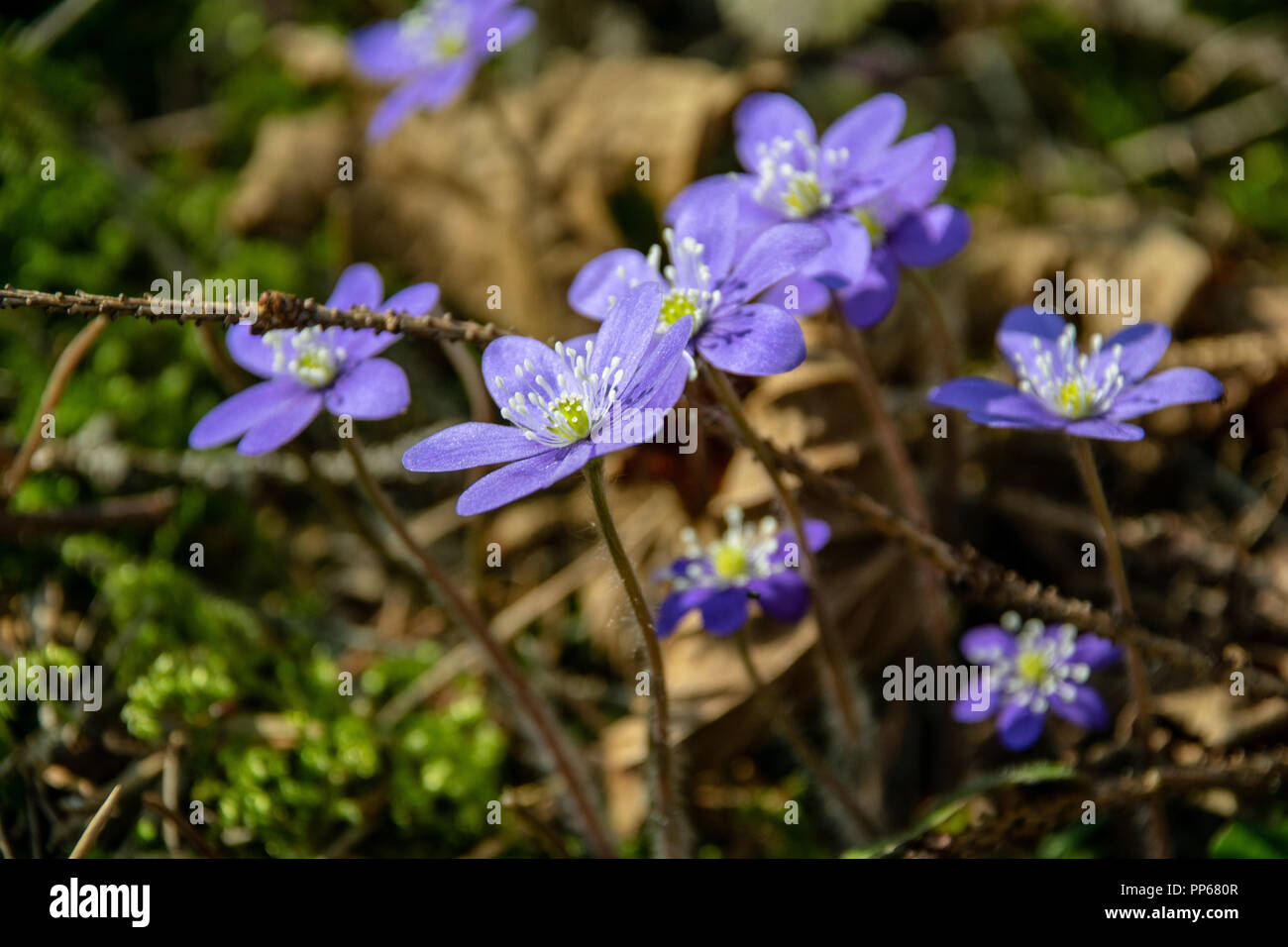 liverleaf flowers, Hepatica nobilis, in spring forest bed on a ...