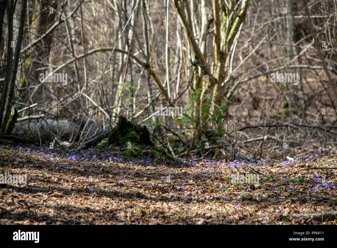 liverleaf flowers, Hepatica nobilis, in spring forest bed on a ...
