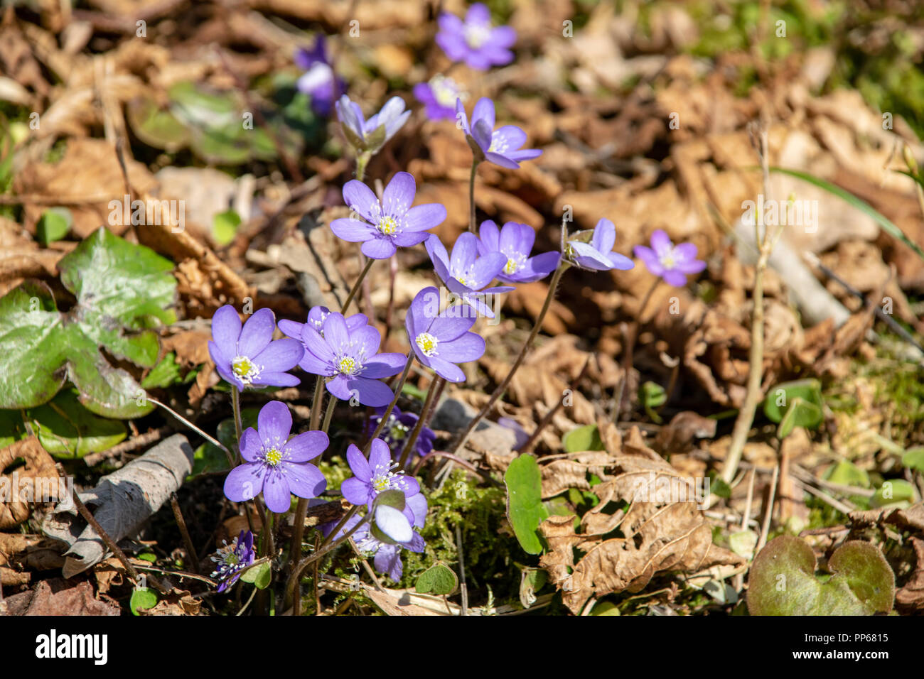 liverleaf flowers, Hepatica nobilis, in spring forest bed on a ...