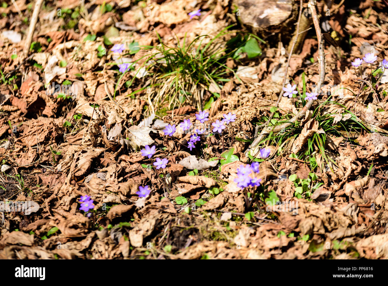 liverleaf flowers, Hepatica nobilis, in spring forest bed on a ...