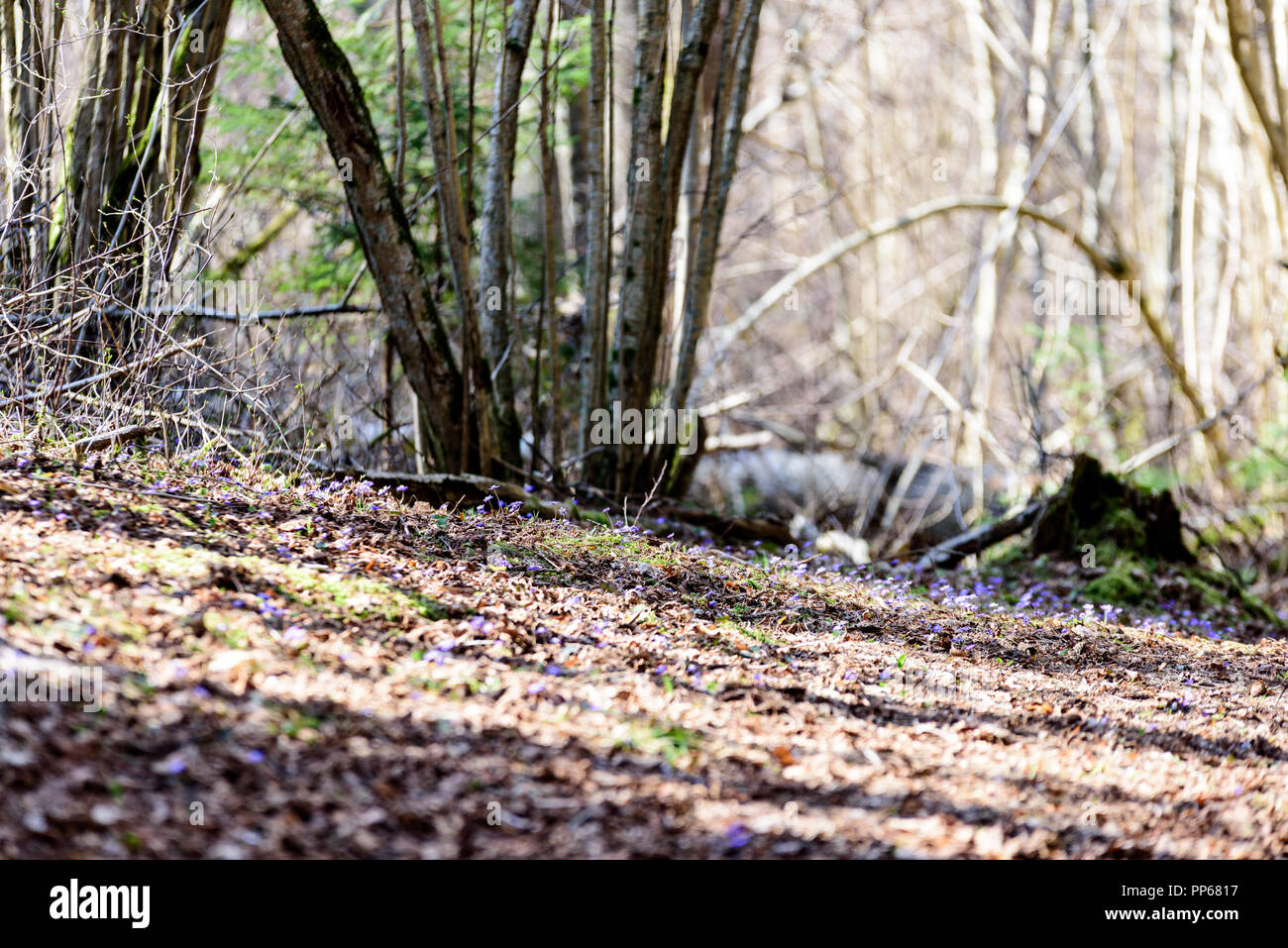 liverleaf flowers, Hepatica nobilis, in spring forest bed on a ...