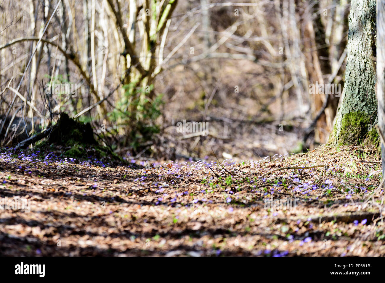 liverleaf flowers, Hepatica nobilis, in spring forest bed on a ...