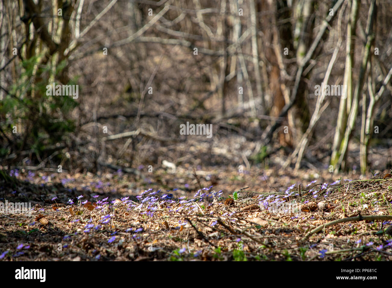 liverleaf flowers, Hepatica nobilis, in spring forest bed on a ...