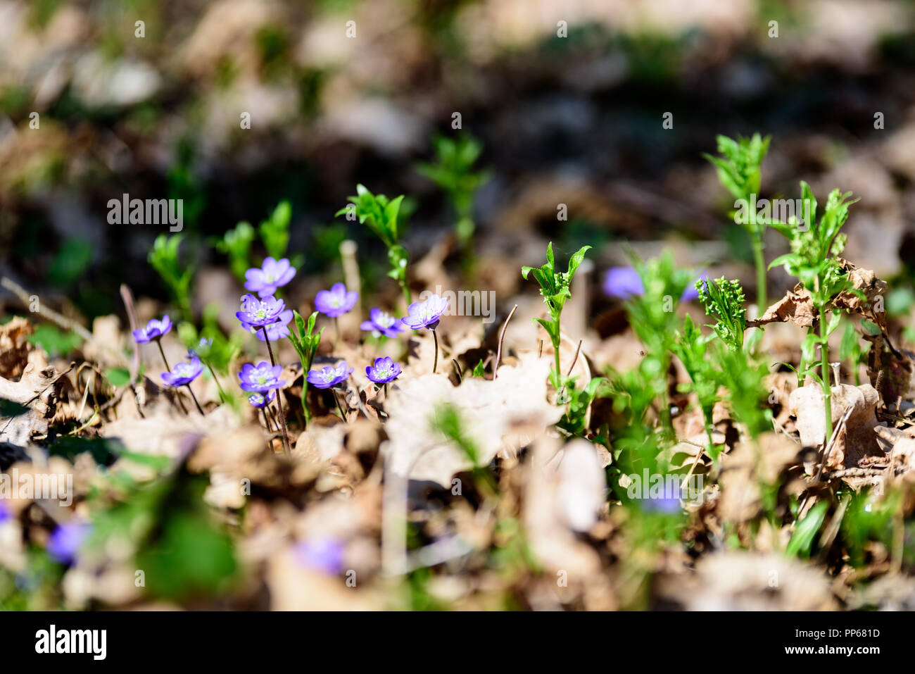 liverleaf flowers, Hepatica nobilis, in spring forest bed on a ...