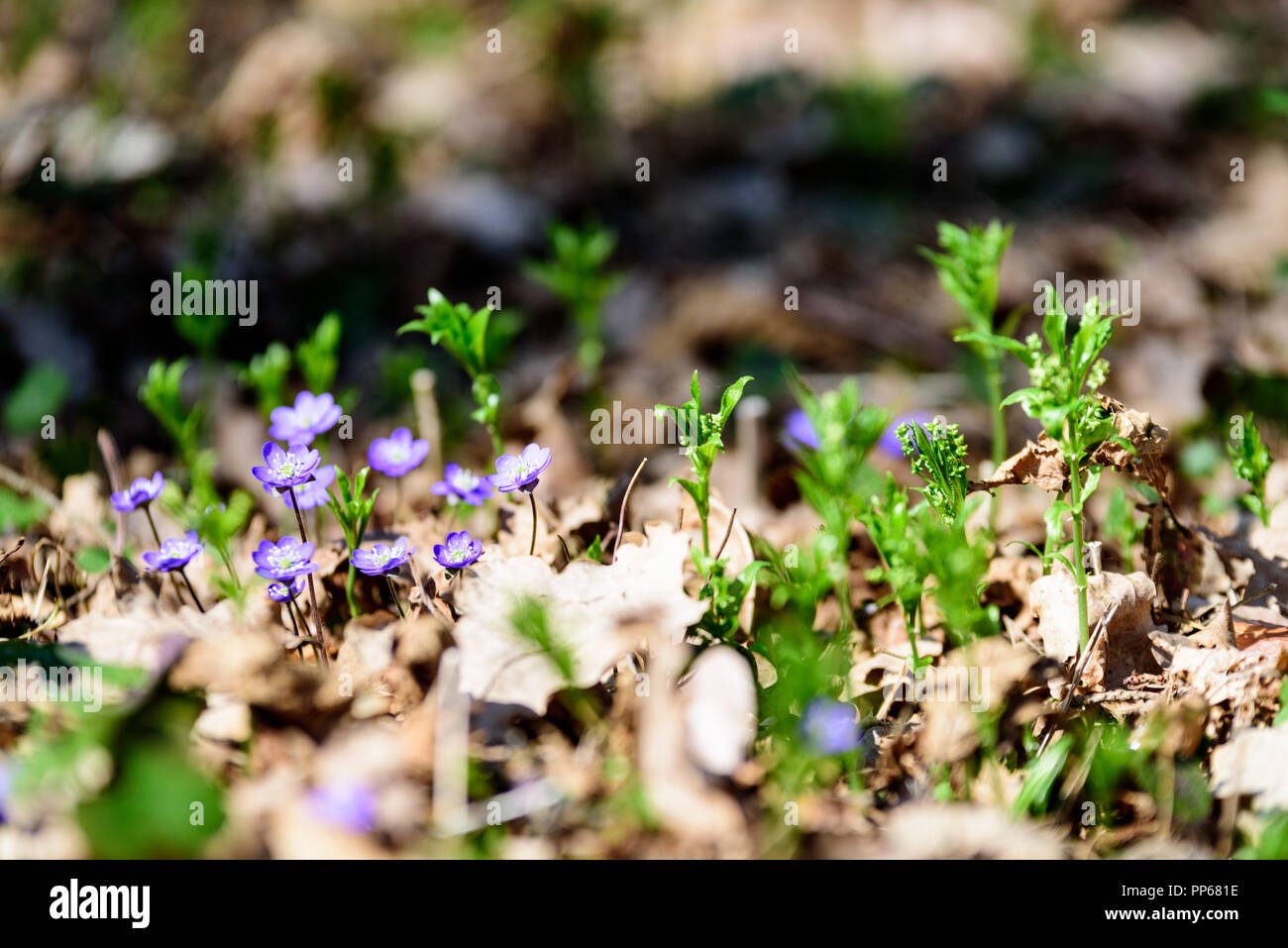 liverleaf flowers, Hepatica nobilis, in spring forest bed on a ...