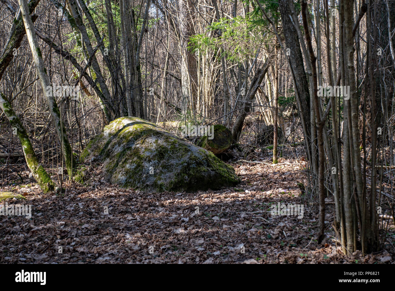 liverleaf flowers, Hepatica nobilis, in spring forest bed on a ...