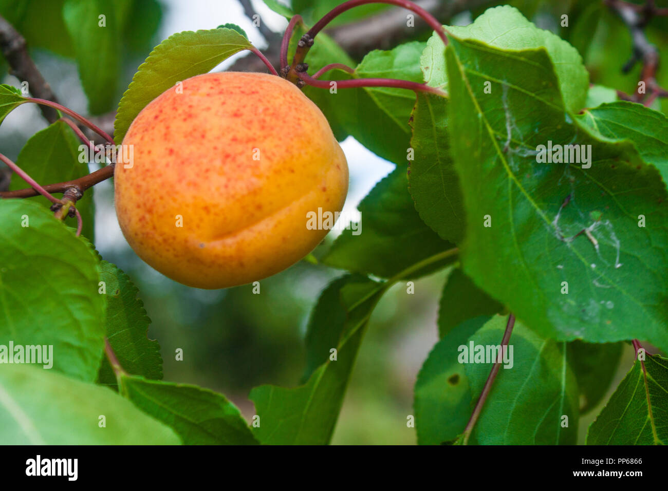 Apricot fruit on a tree branch in a garden, nature background Stock ...