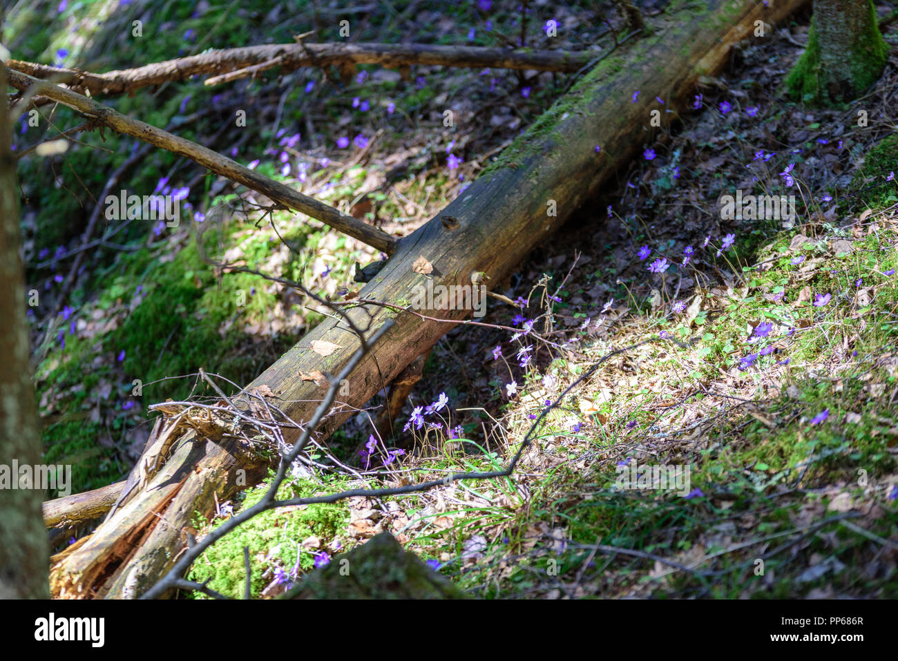liverleaf flowers, Hepatica nobilis, in spring forest bed on a ...