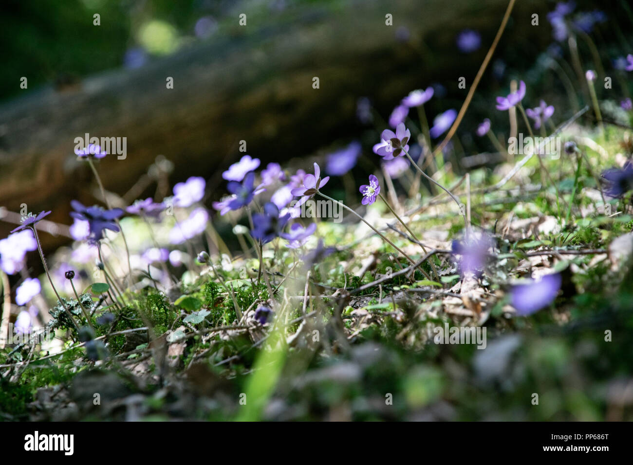 liverleaf flowers, Hepatica nobilis, in spring forest bed on a ...