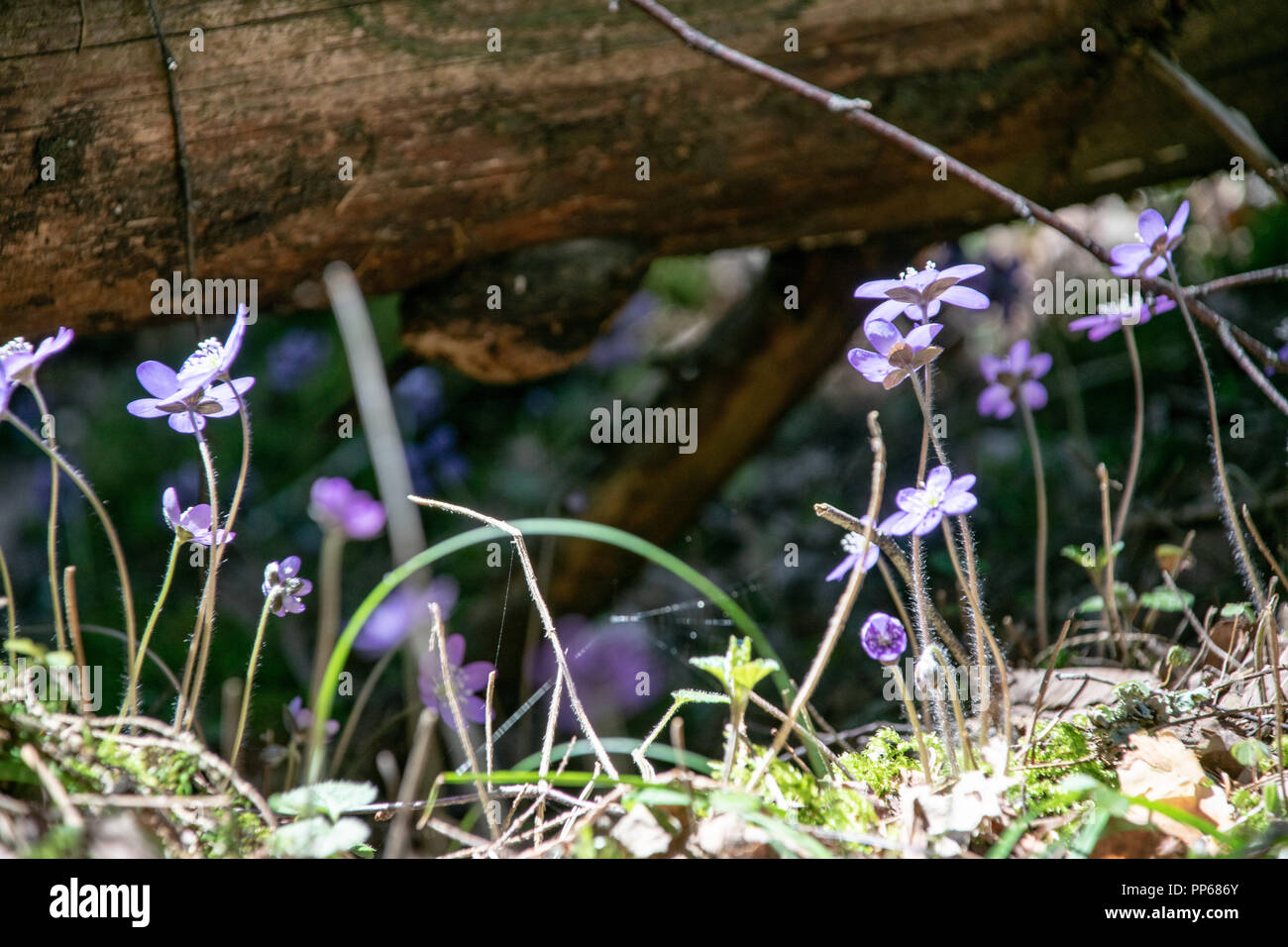 liverleaf flowers, Hepatica nobilis, in spring forest bed on a ...