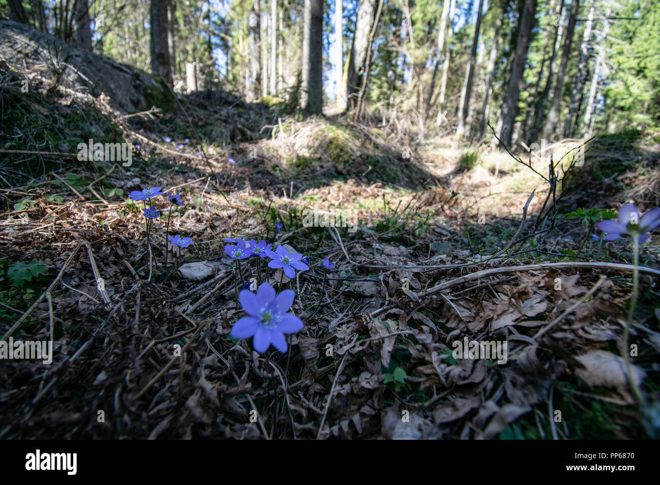 liverleaf flowers, Hepatica nobilis, in spring forest bed on a ...