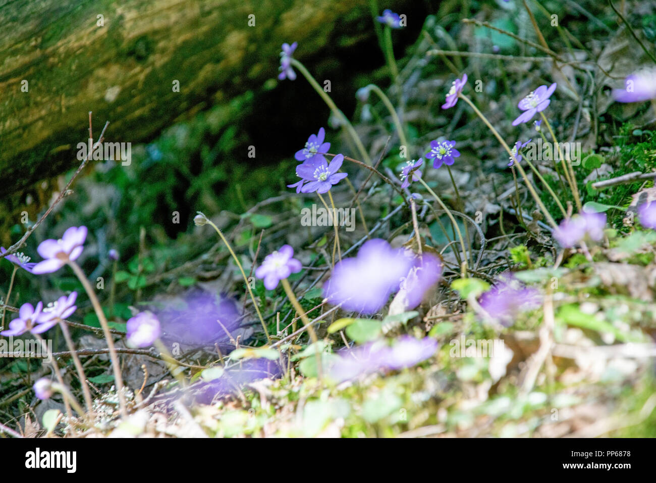 liverleaf flowers, Hepatica nobilis, in spring forest bed on a ...