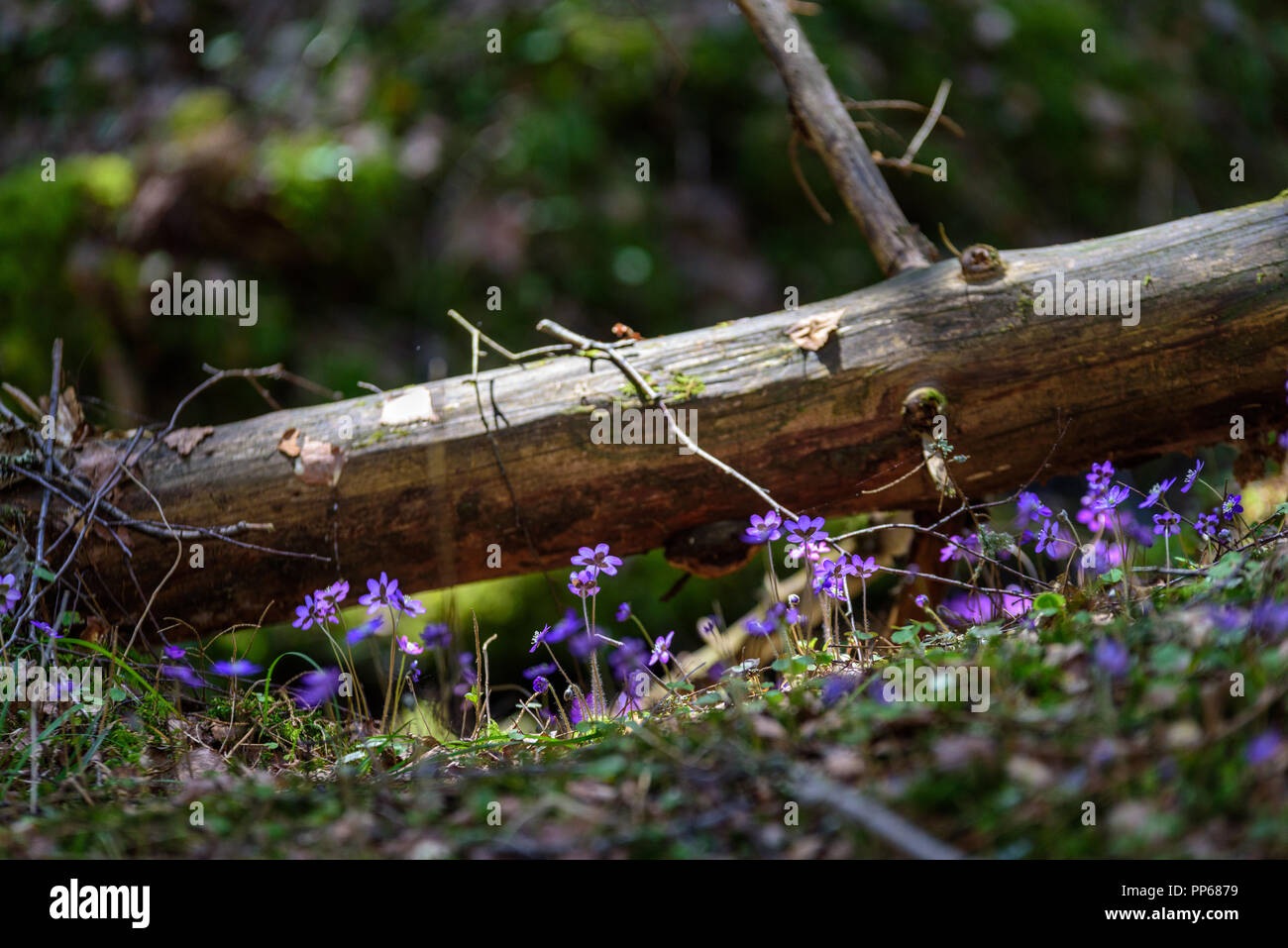 liverleaf flowers, Hepatica nobilis, in spring forest bed on a ...