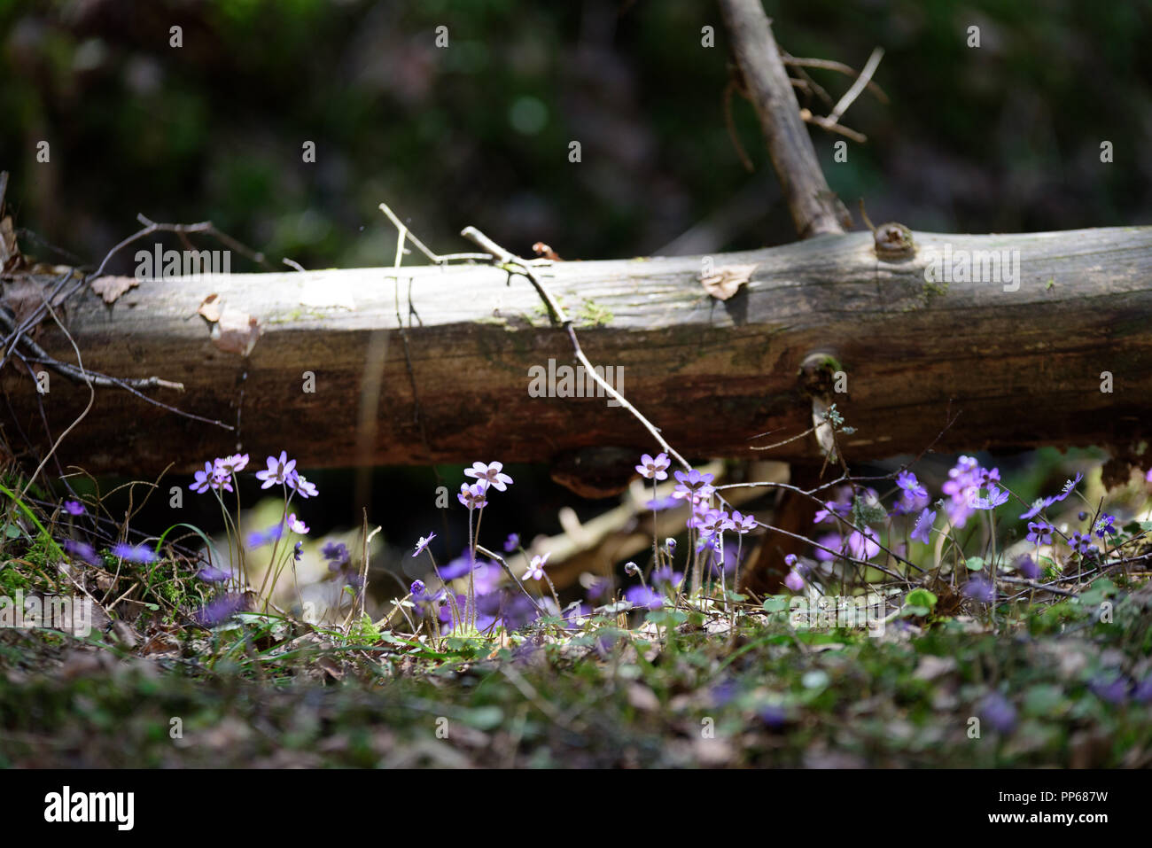 liverleaf flowers, Hepatica nobilis, in spring forest bed on a ...