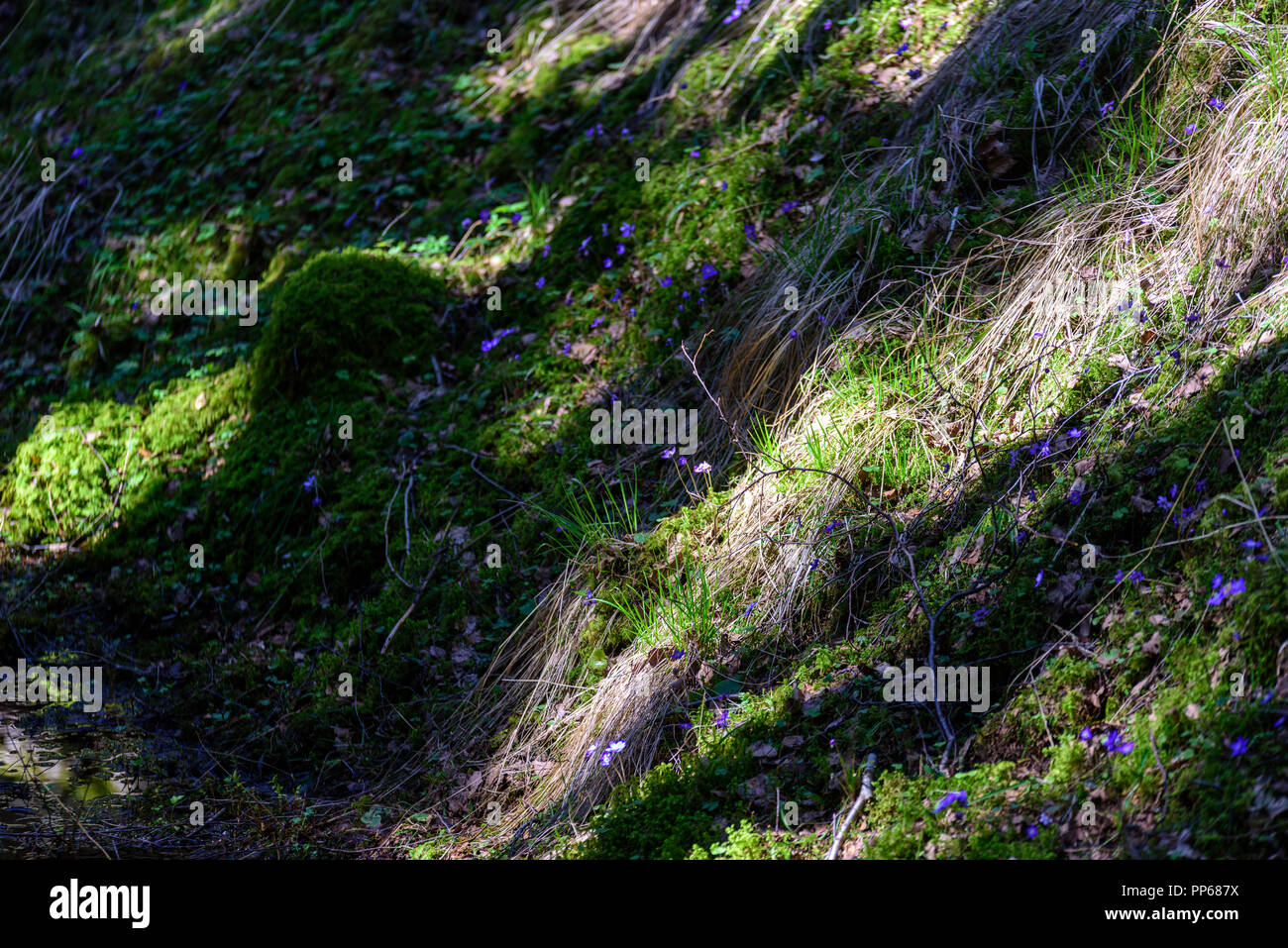 liverleaf flowers, Hepatica nobilis, in spring forest bed on a ...
