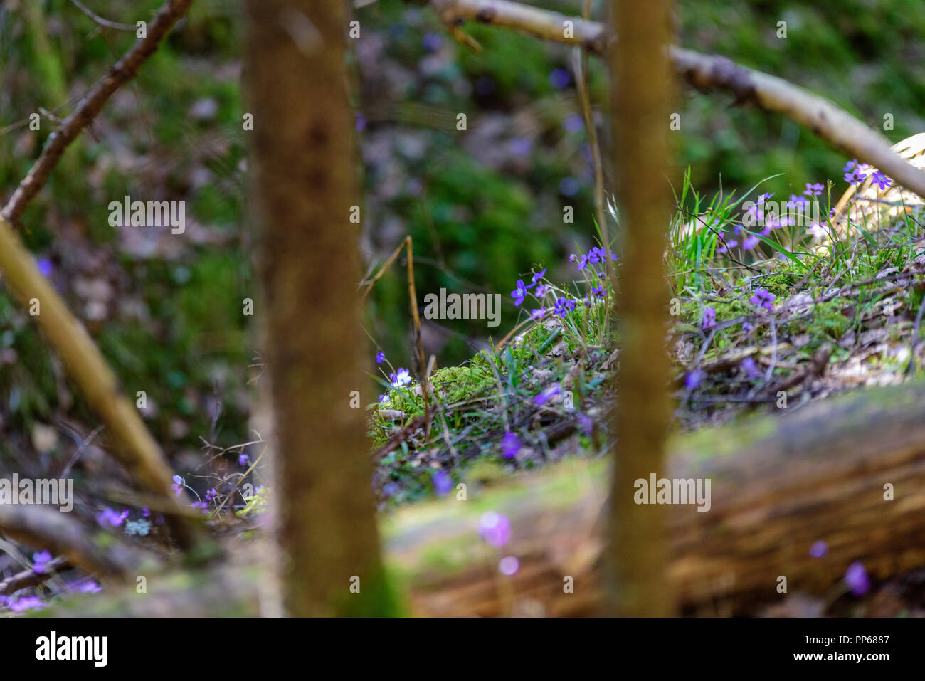 liverleaf flowers, Hepatica nobilis, in spring forest bed on a ...