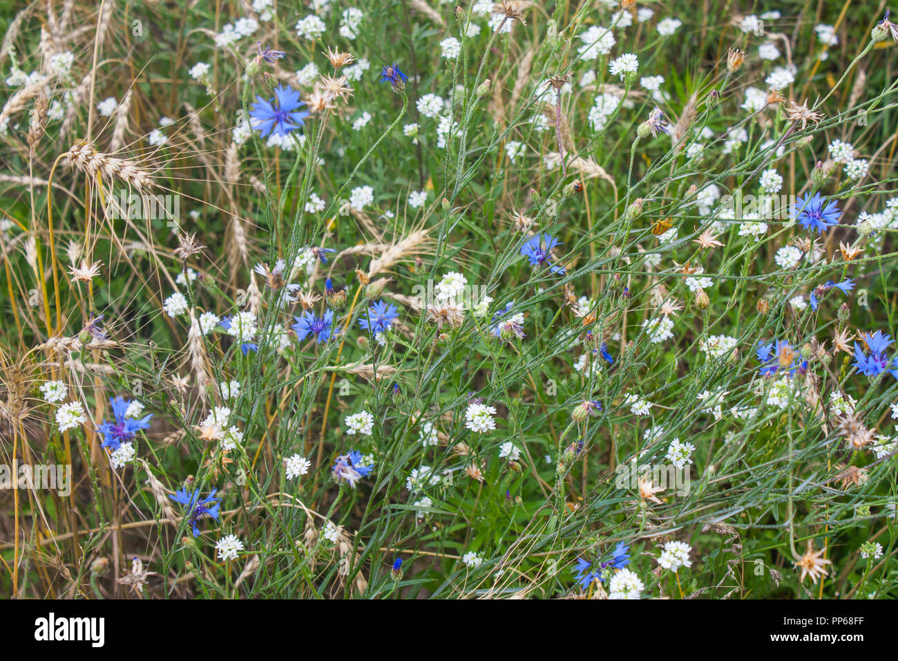 Bouquet of blooming wildflowers in grass, colourful background Stock ...