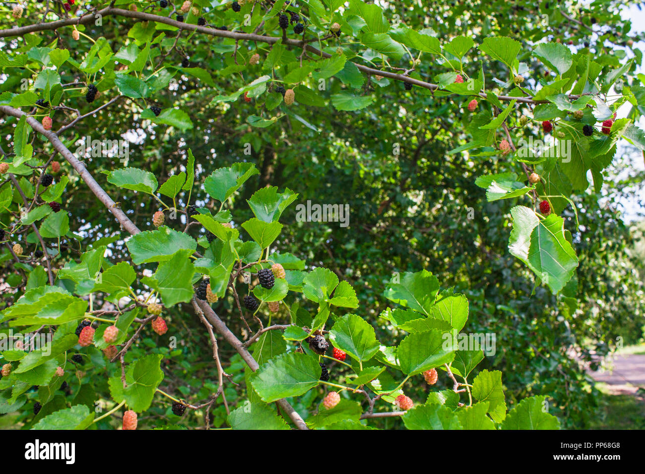 Mulberries on a tree branch in a garden, nature background Stock Photo ...