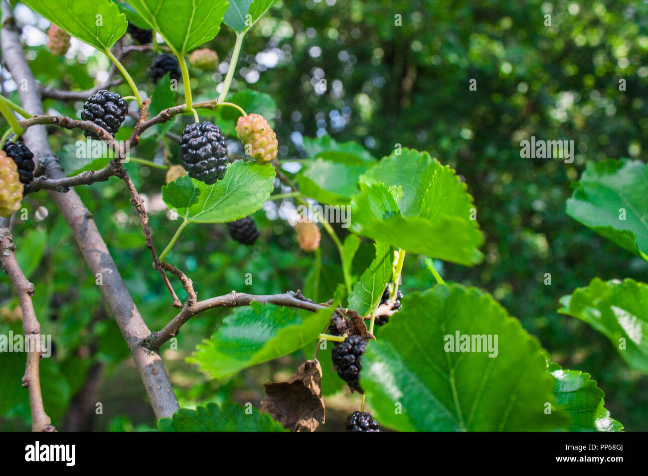 Mulberries on a tree branch in a garden, nature background Stock Photo ...