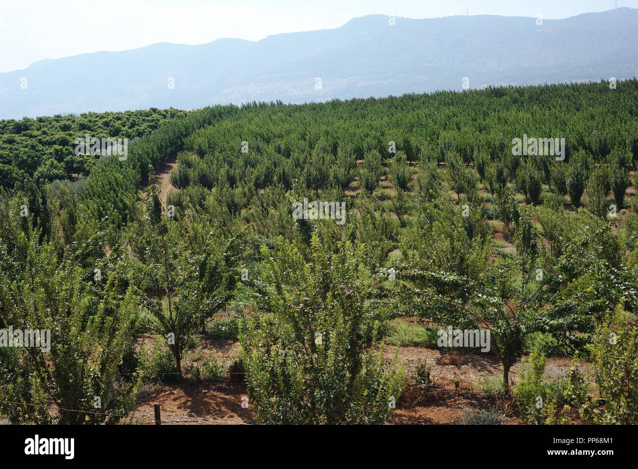 an agricultural area, North Israel landscape Stock Photo - Alamy