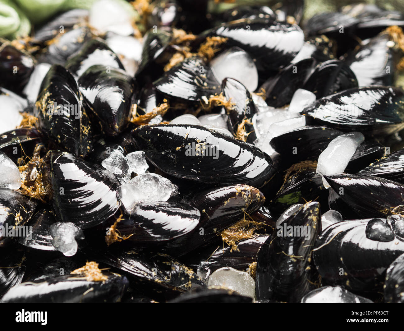 Fresh raw mussels on rusty tray. Seafood concept Stock Photo - Alamy