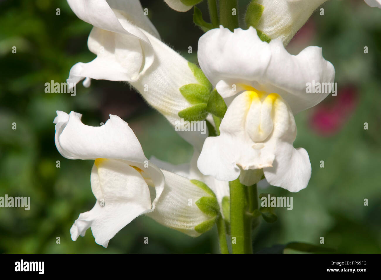 Snap dragon flowers hi-res stock photography and images - Alamy