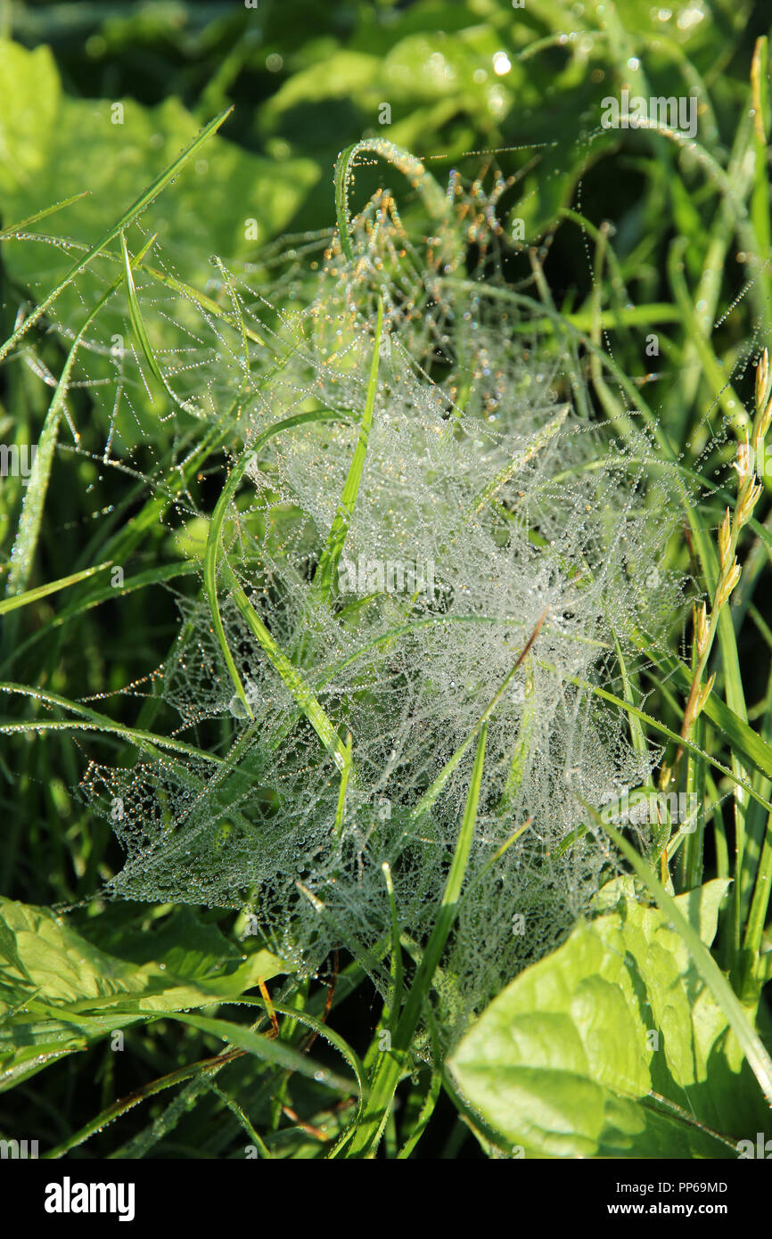 Tangled spider web hi-res stock photography and images - Alamy