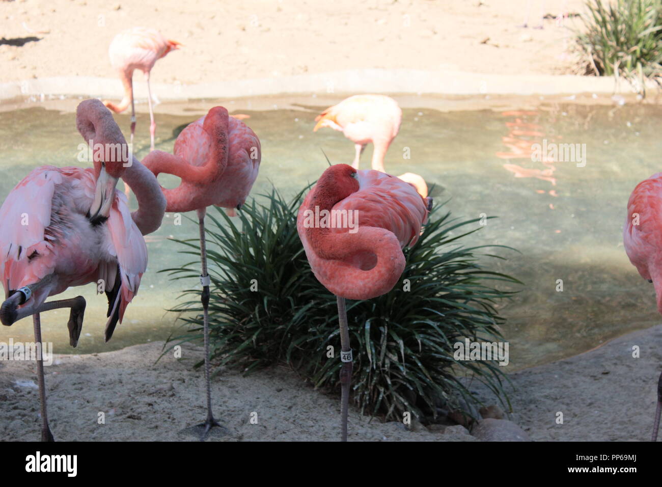 Pink flamingo taking rest hi-res stock photography and images - Alamy