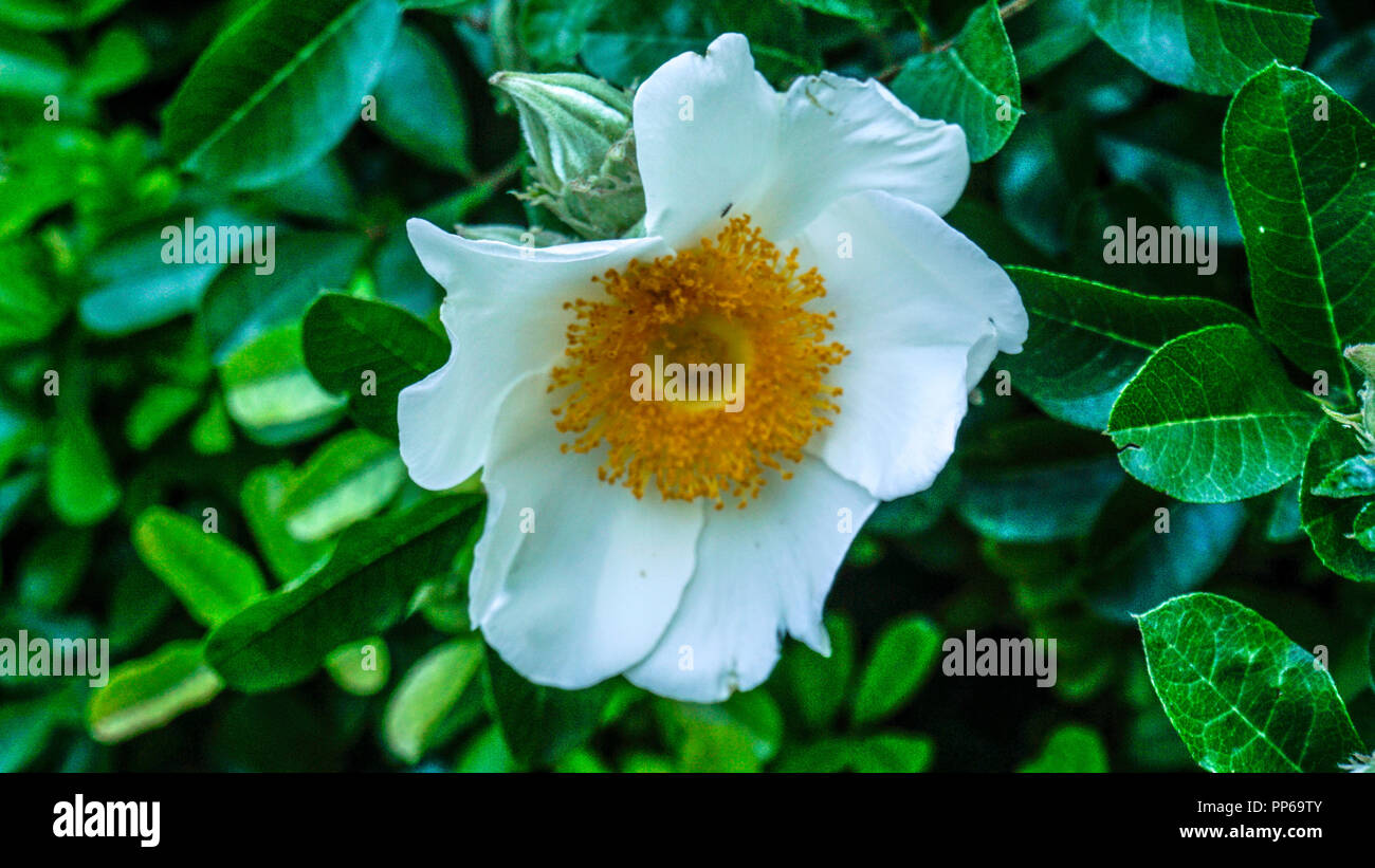Rosa Bracteata Macartney rose closeup 1 Stock Photo - Alamy