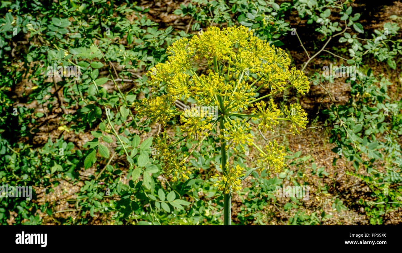 Thapsia Villosa flower 1 Stock Photo - Alamy