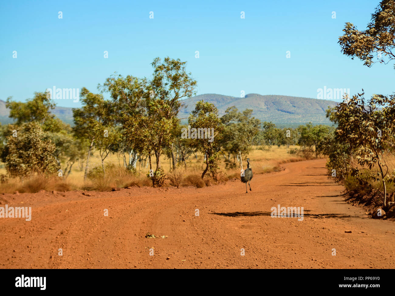 Dromaius novaehollandiae. emu walking on dirt road. Western Australia ...