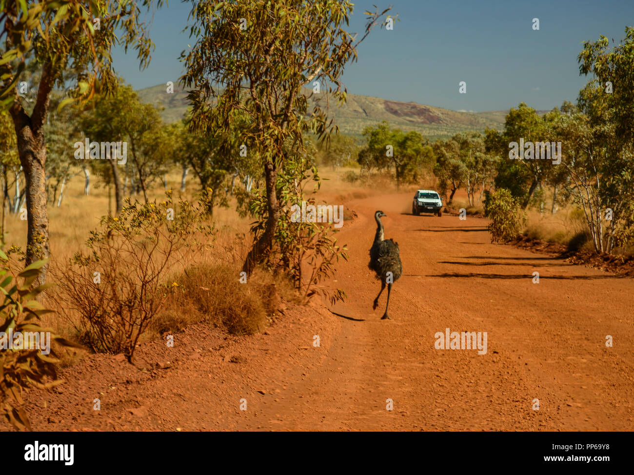 Dromaius novaehollandiae. emu walking on a dirt road suv in the ...