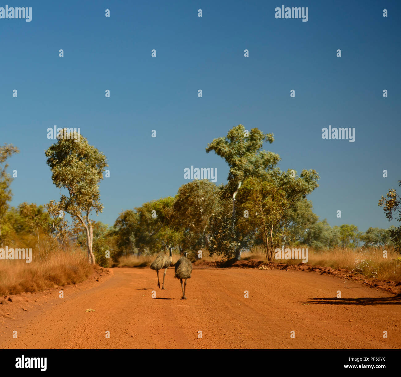 Dromaius novaehollandiae. emu walking on dirt road. Western Australia ...