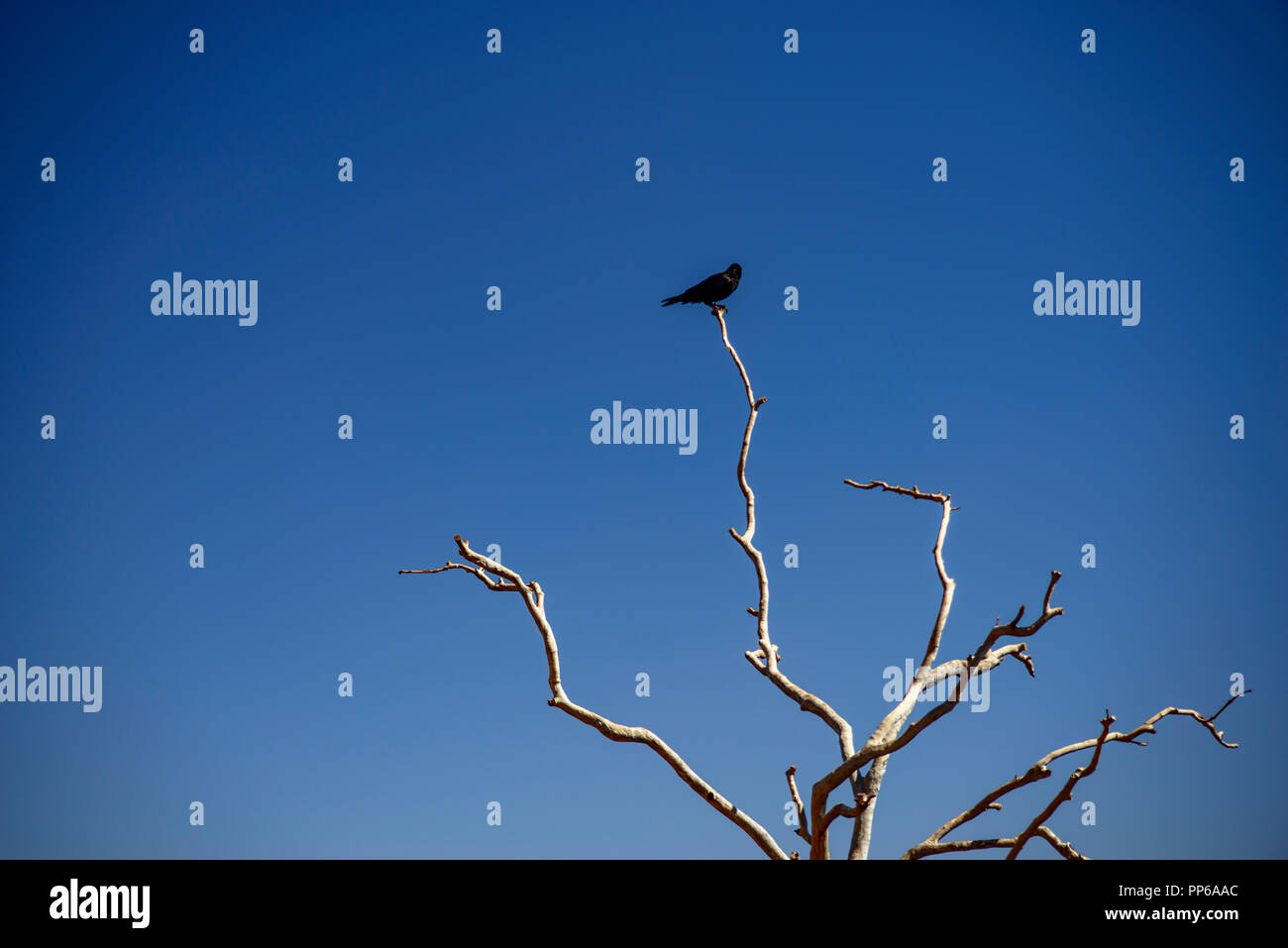 Astralian raven hi-res stock photography and images - Alamy