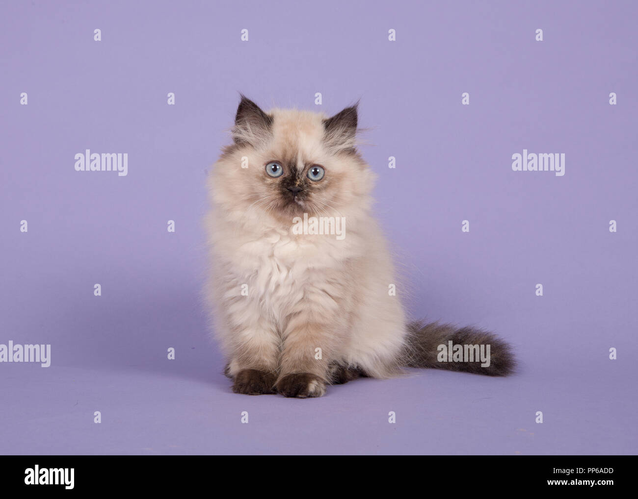 Seal point persian longhair kitten with blue eyes sitting on a purple ...