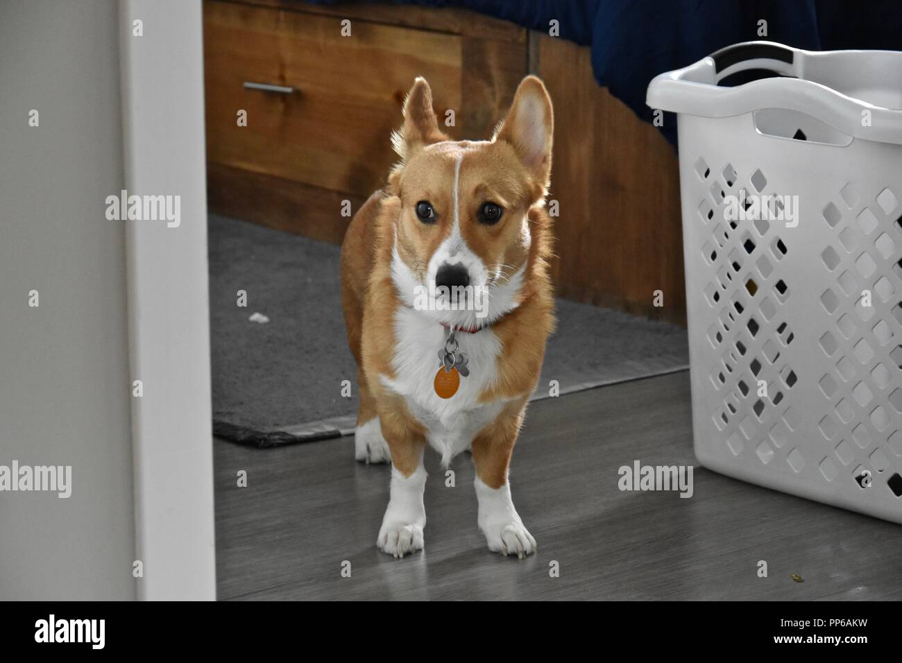 A red sable Pembroke Welsh Corgi Stock Photo - Alamy