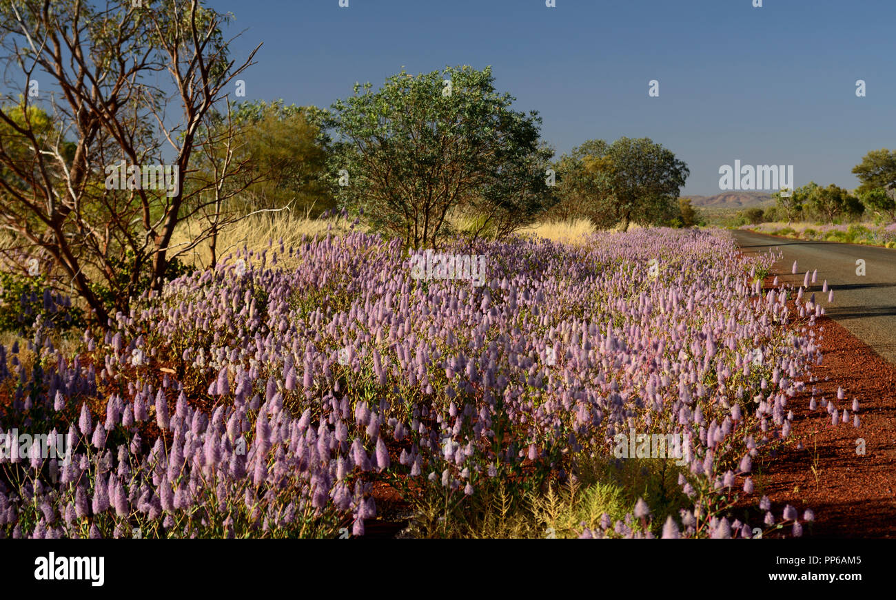 Roadside. Field of Purple Mulla Mulla ,Ptilotus exaltus Nees, Western ...