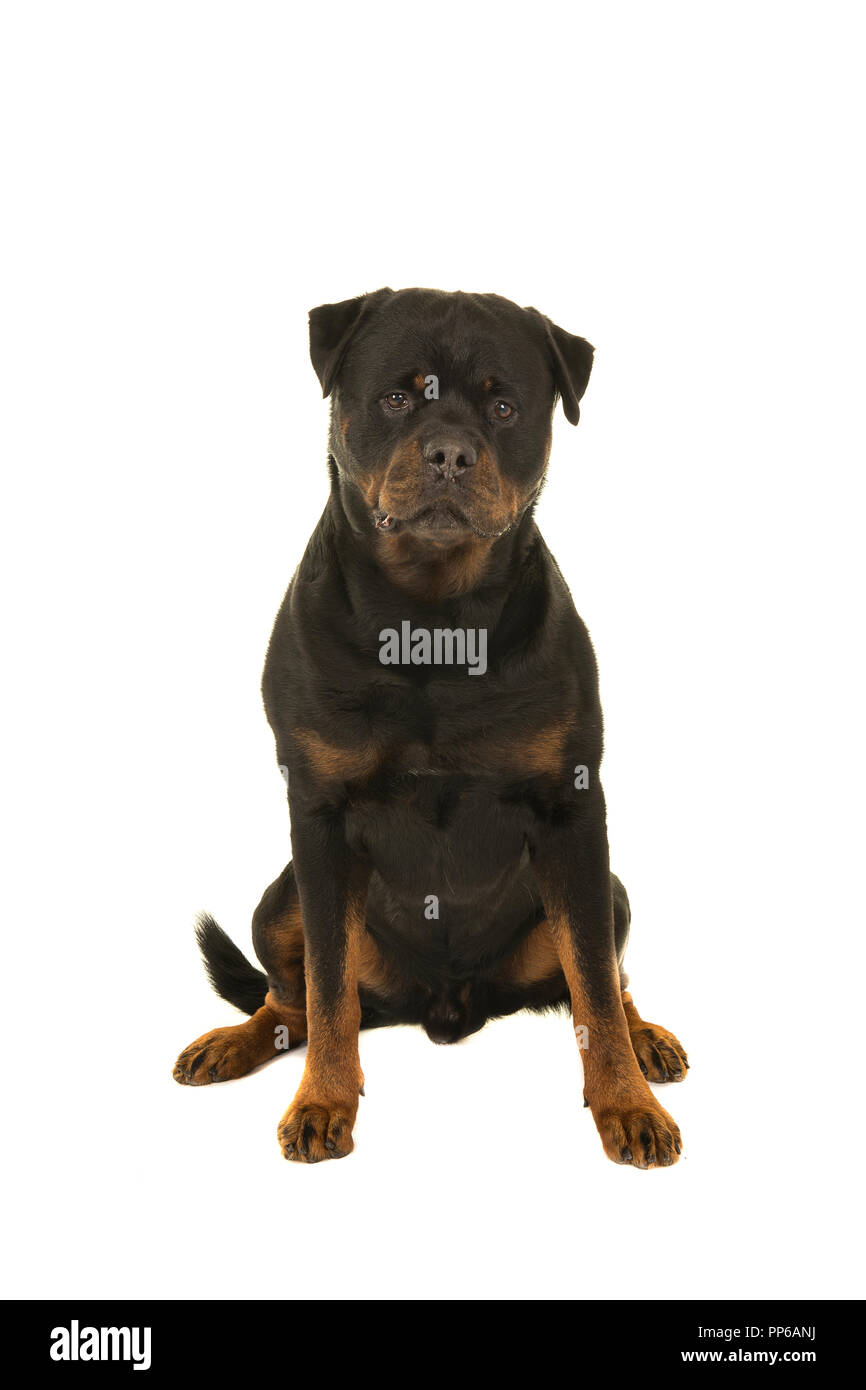 Pretty rottweiler male dog sitting looking at the camera isolated on a ...