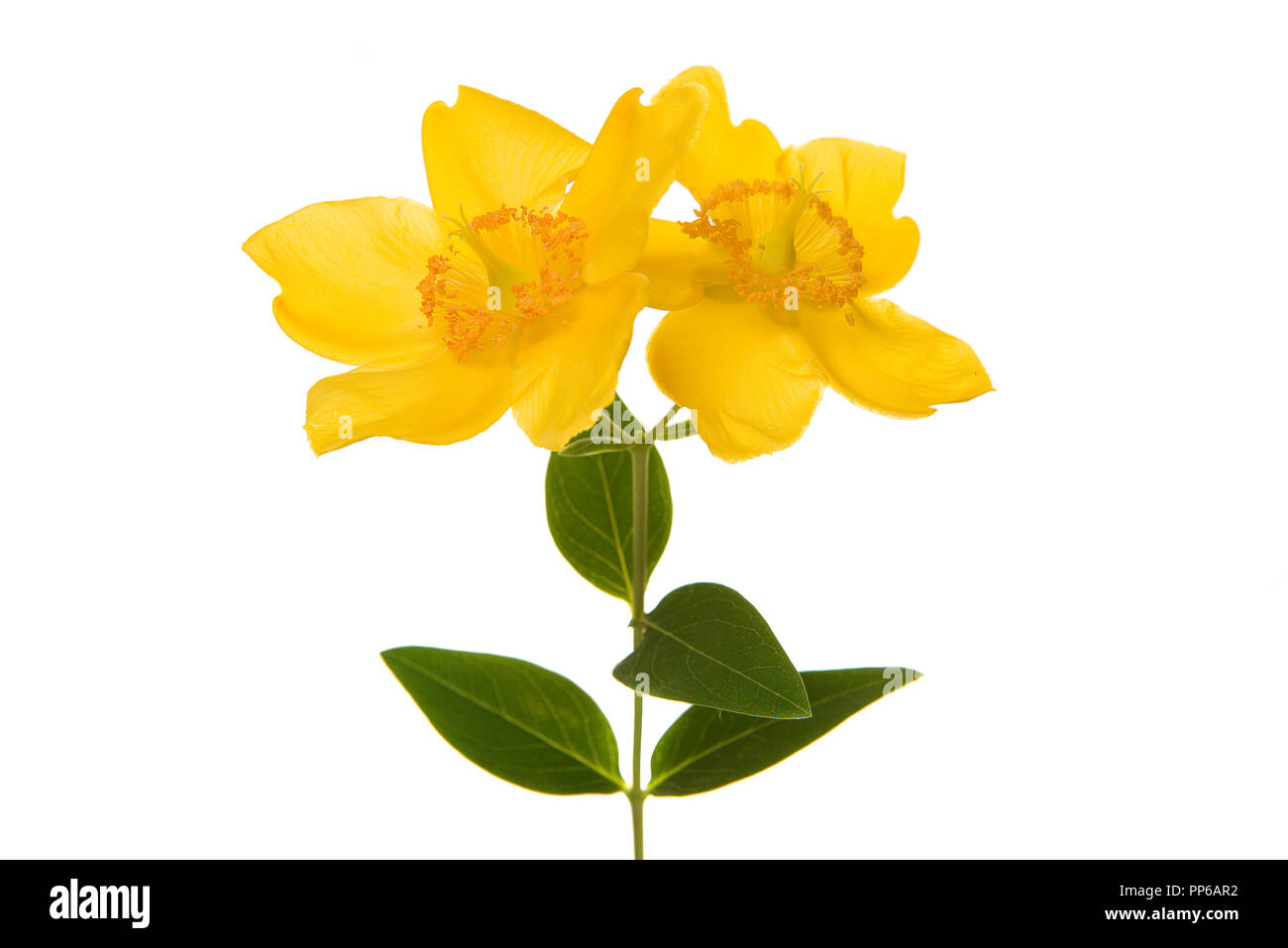 St. John’s Wort flower isolated on a white background Stock Photo - Alamy