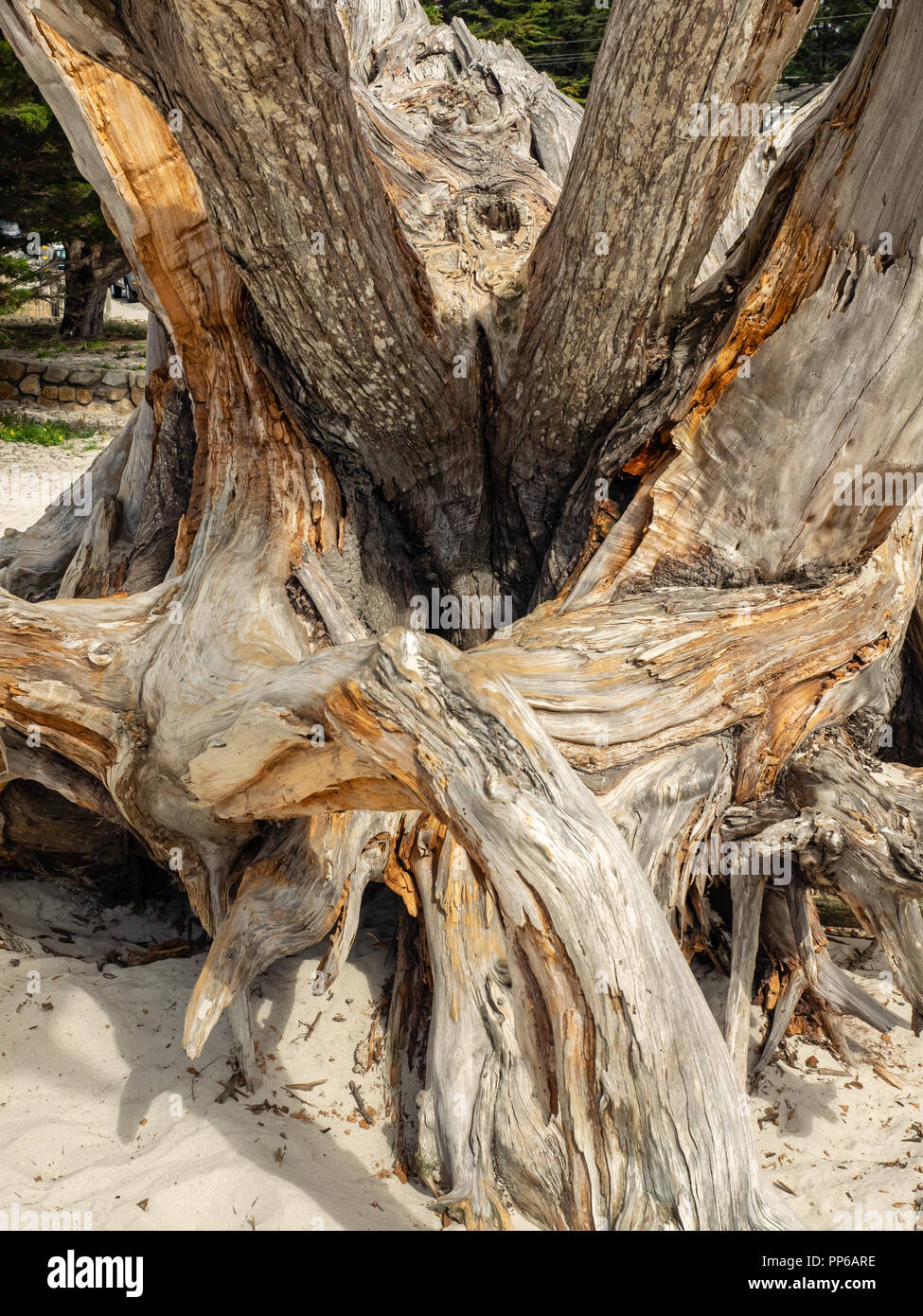Cypress Tree Roots High Resolution Stock Photography and Images - Alamy