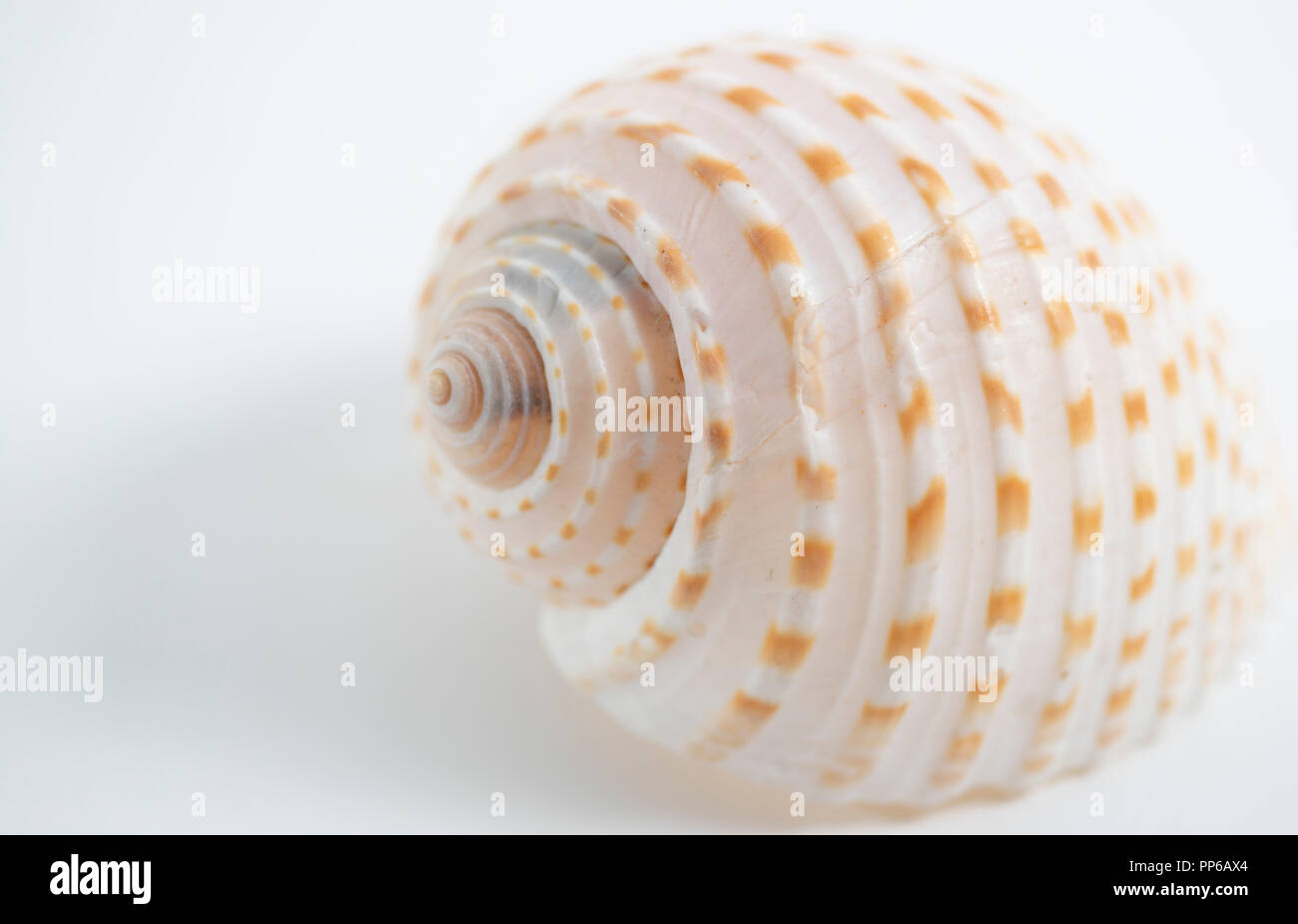 Isolated shells hi-res stock photography and images - Alamy