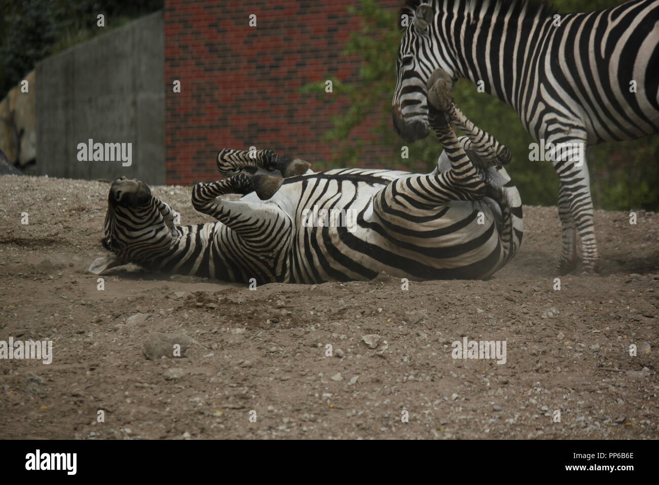 Lincoln Park Zoo's pair of adult zebras romping and rolling around ...