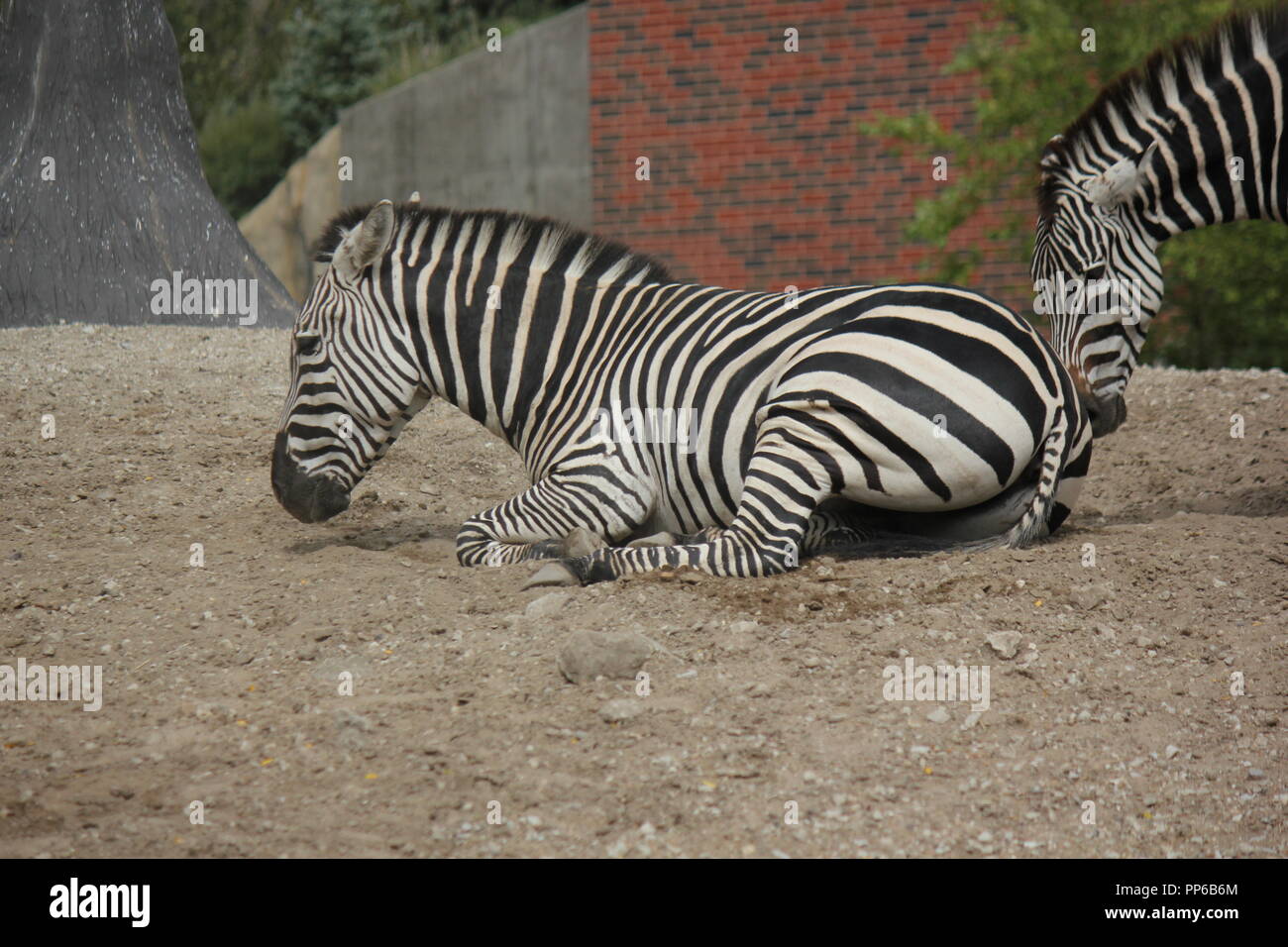 Lincoln Park Zoo's pair of adult zebras romping and rolling around ...