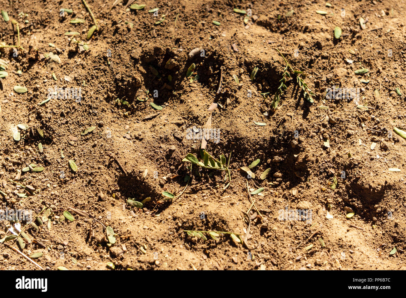 Baboon footprint hi-res stock photography and images - Alamy